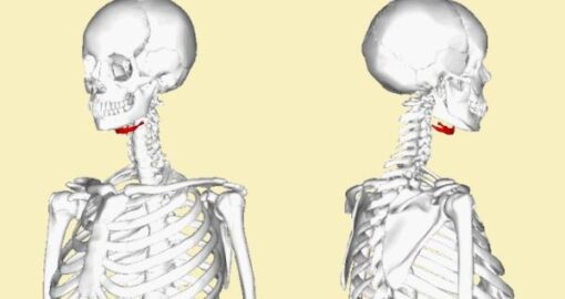 Hueso hioides: anatomía y función - Premium Health & Sport